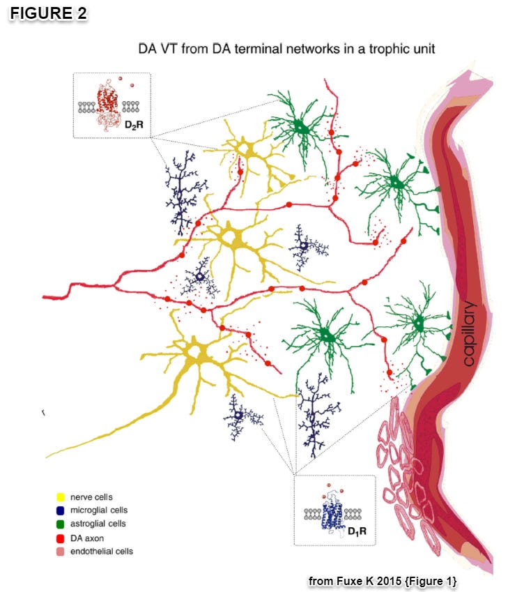 Dopamine: Volume Transmission - by Andrew C Ahn, MD MPH