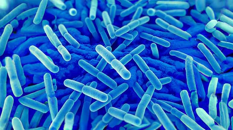 How Lactobacillus Protects Your Health