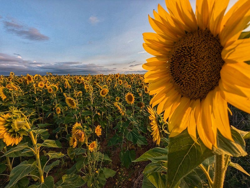 Sunflower Fields Forever - by Dominic Rivard