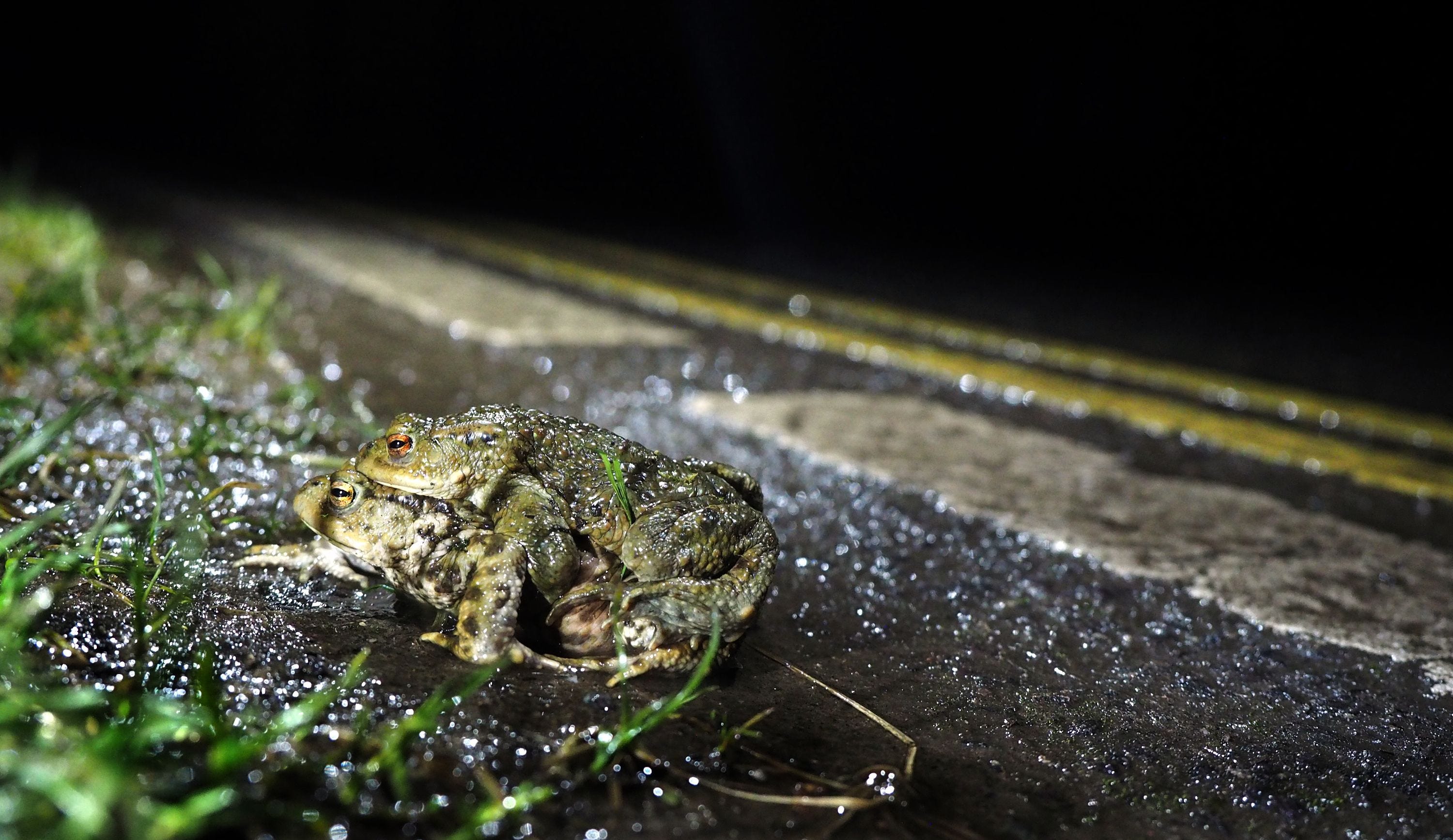 Saving lives, one slimy creature at a time: Working the night shift ...