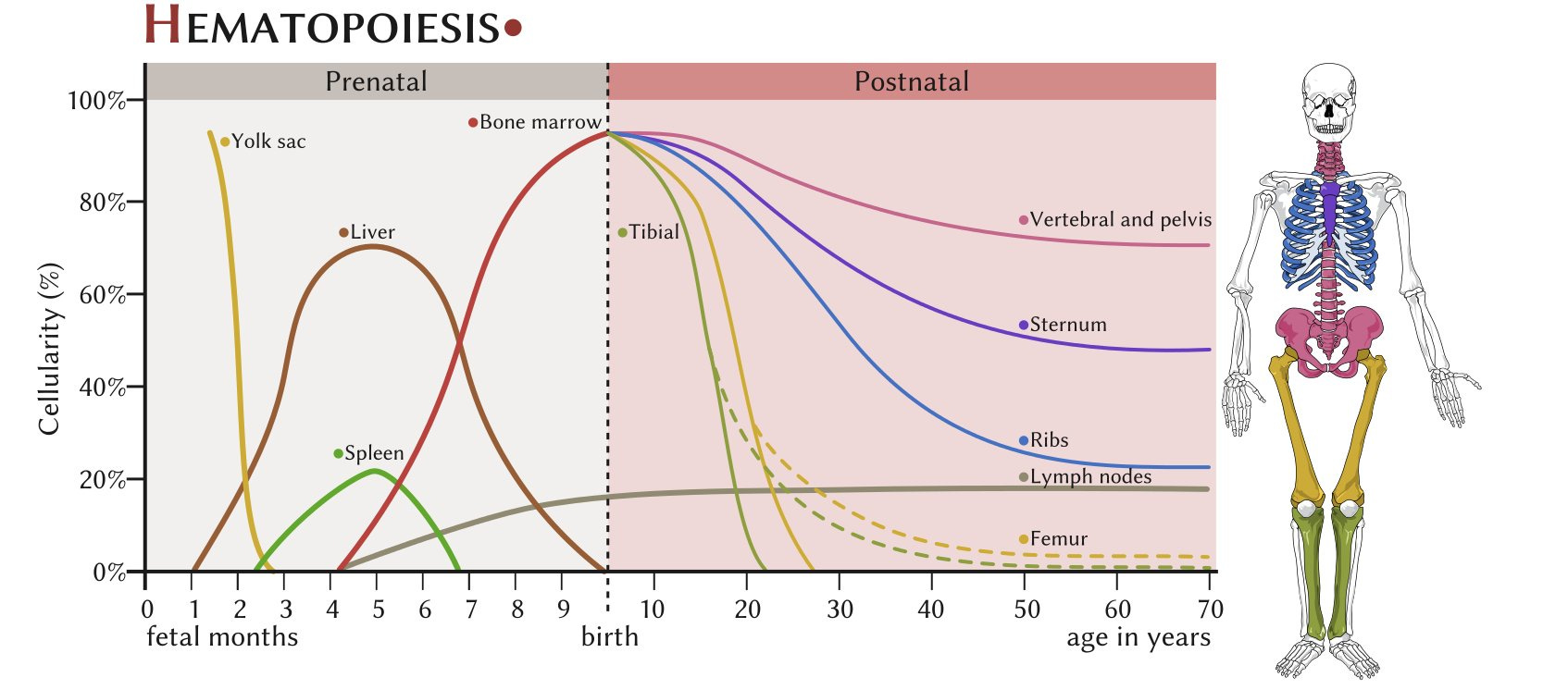 Learn Hematopoiesis during human development!