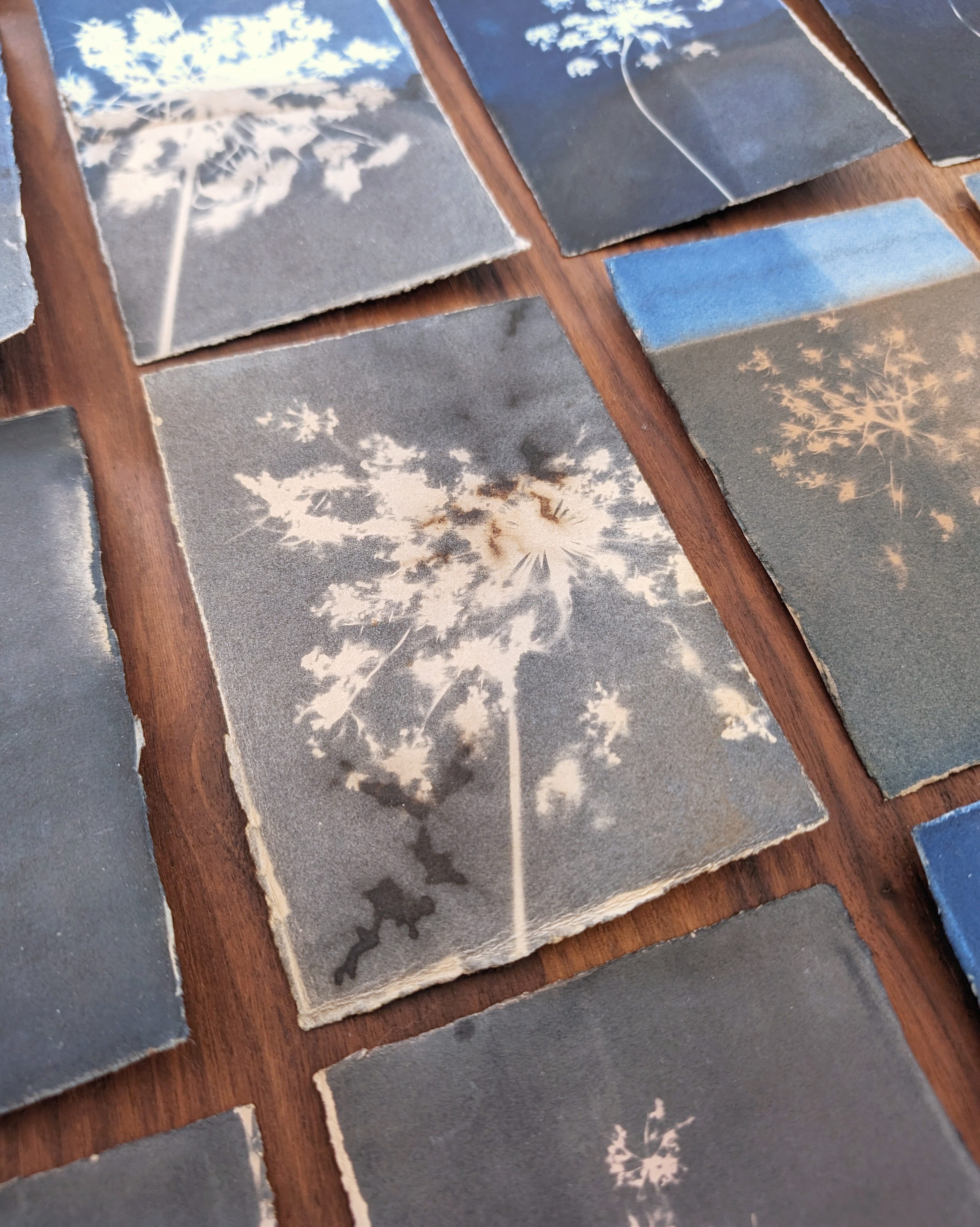 002 - Things I’ve learned with cyanotypes - by Stephanie