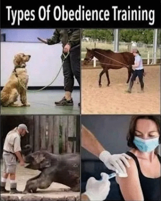 Patrick.net Memes | patrick.net/memes | Substack