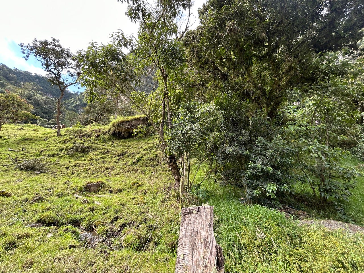 Before & After: Observing the Transformations of Passive Land Restoration