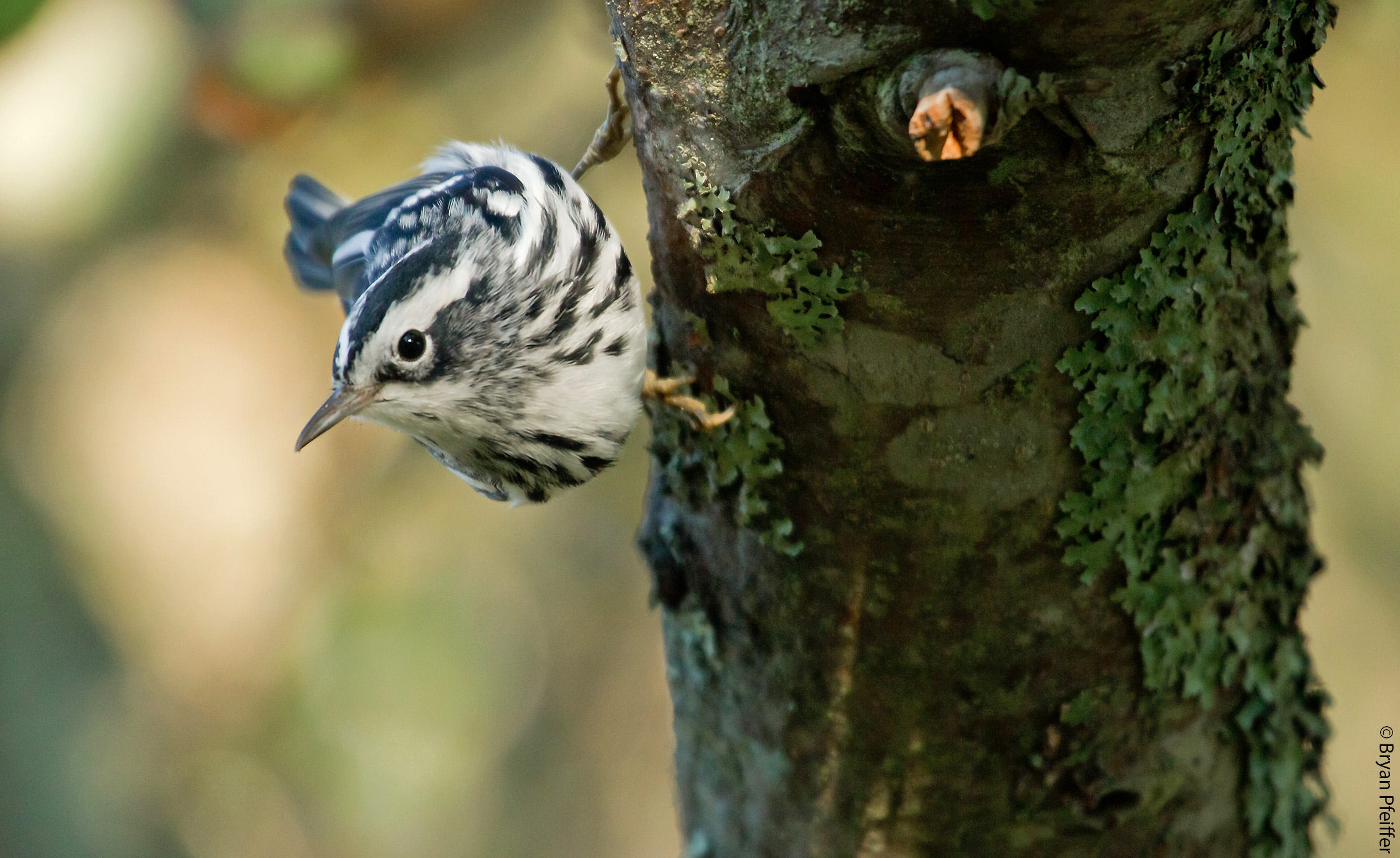 Lost and Found at Sea - by Bryan Pfeiffer - Chasing Nature
