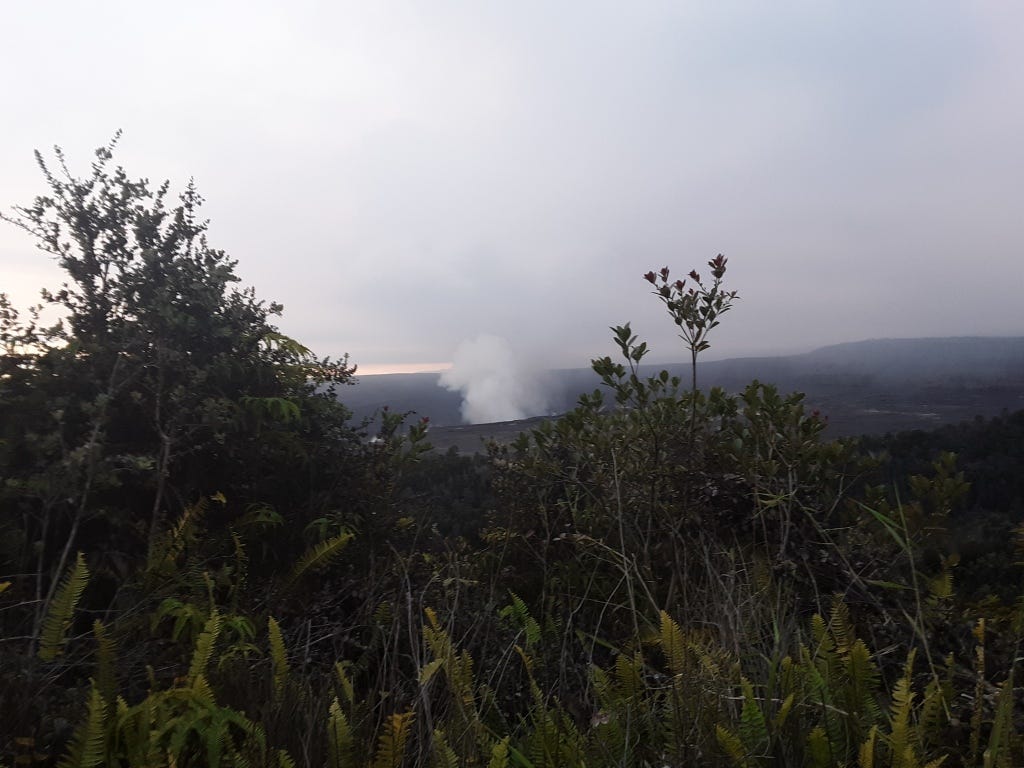 Meet my neighbor - Pele - jungle Z’s Substack