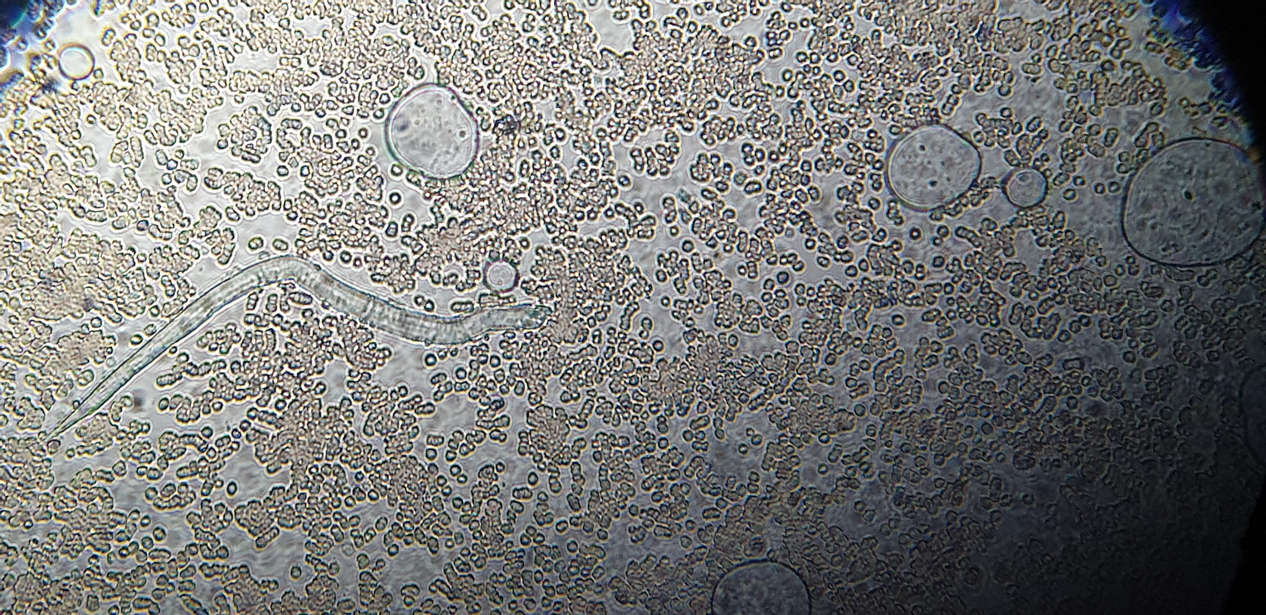 What You Asked For By Matt J A O B Matts Microscopy
