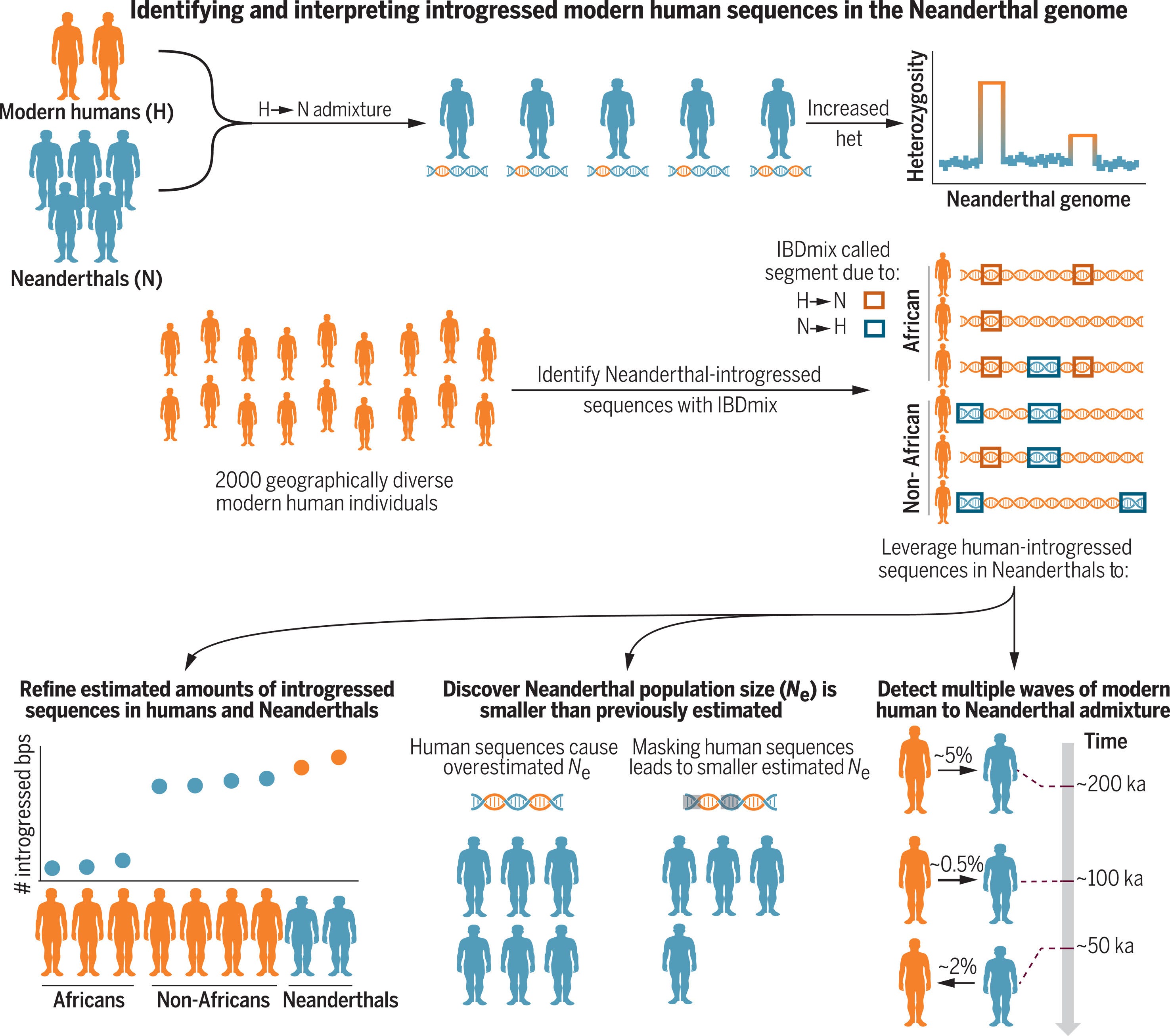 Ancient Interactions: Homo sapiens and Neanderthals' 200,000-Year ...