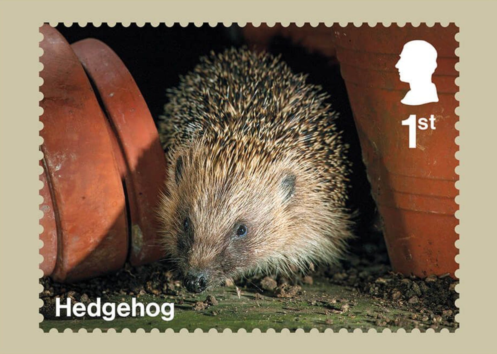 First Class Hedgehogs!! - by Hugh Warwick - Hugh’s Substack