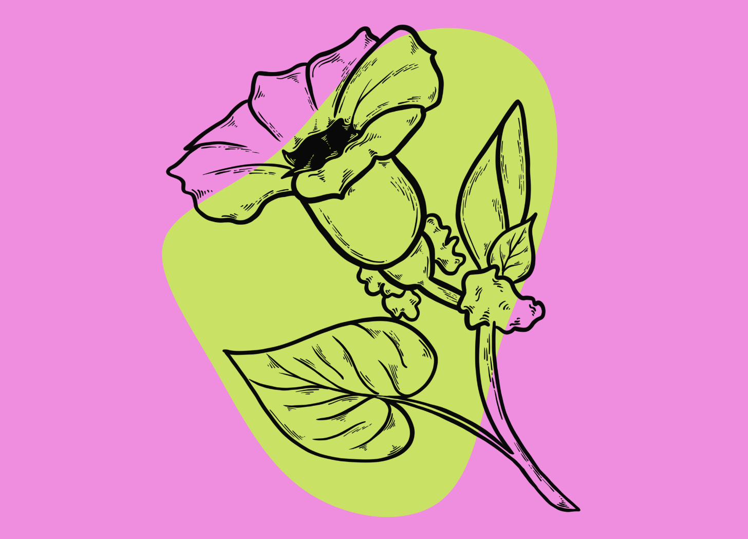 Hawaiian Baby Woodrose Seeds (HBWR): Naturally-Occurring LSA