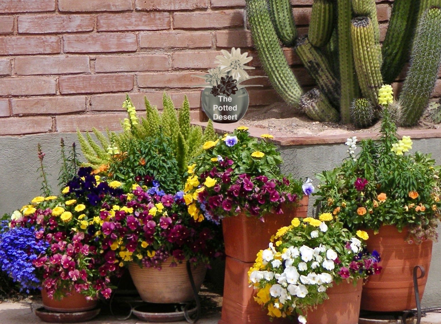 Fun in Your Desert Pots Beyond the Basics