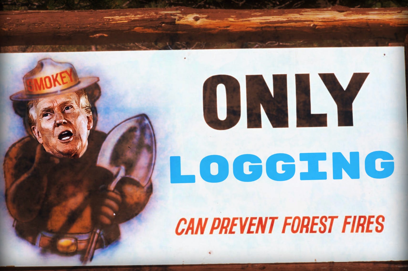 The MAGA plan to stop forest fires: Remove the forest