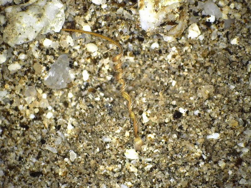 Self-Planting Seeds - by Walter Tschinkel