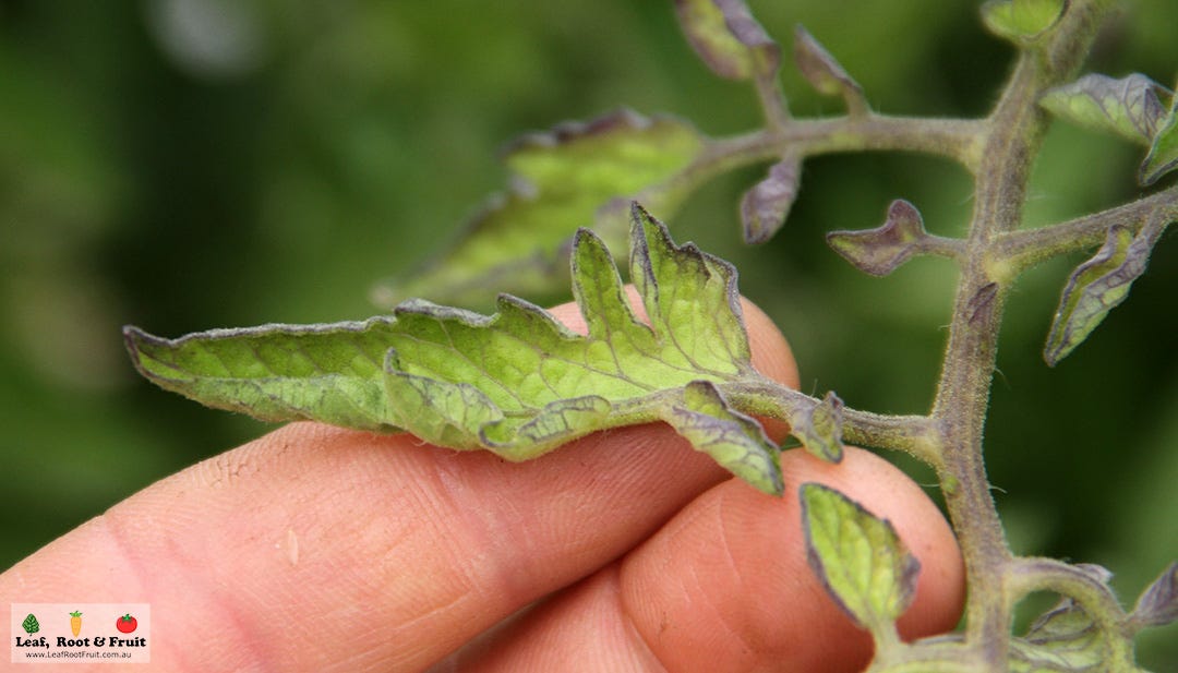 Common Nutrient Deficiencies of the Vegetable Patch