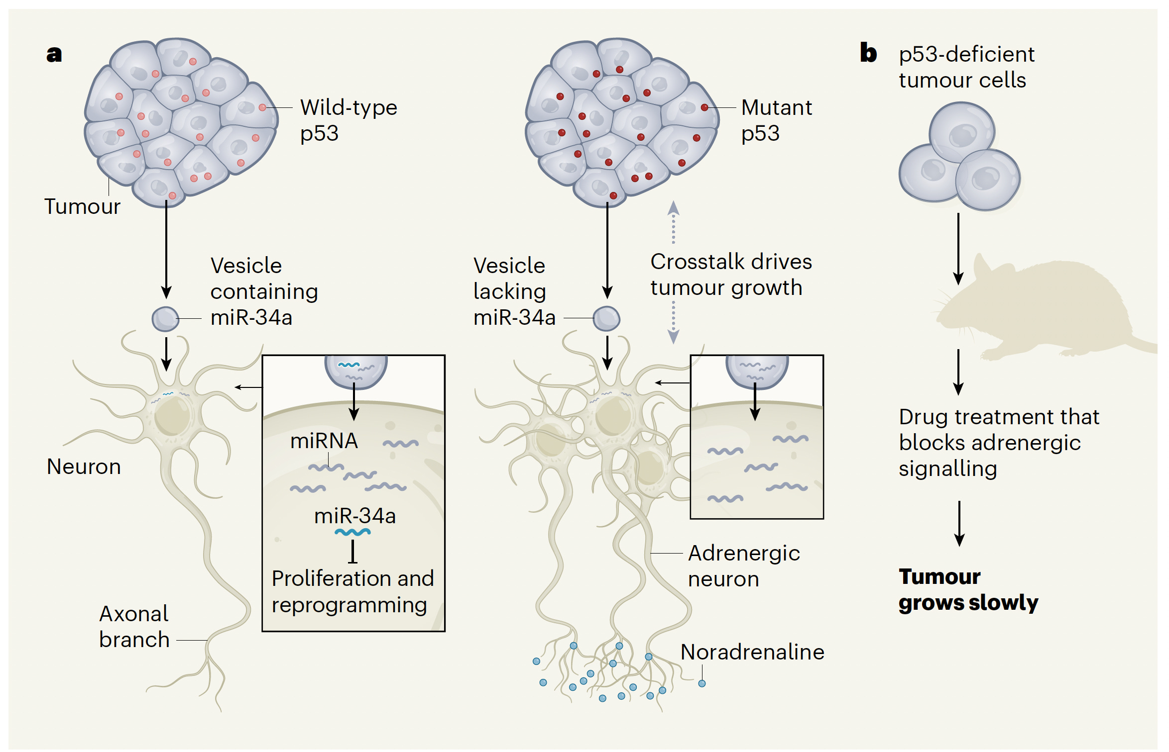 Cancer and the Nervous System - by Eric Topol