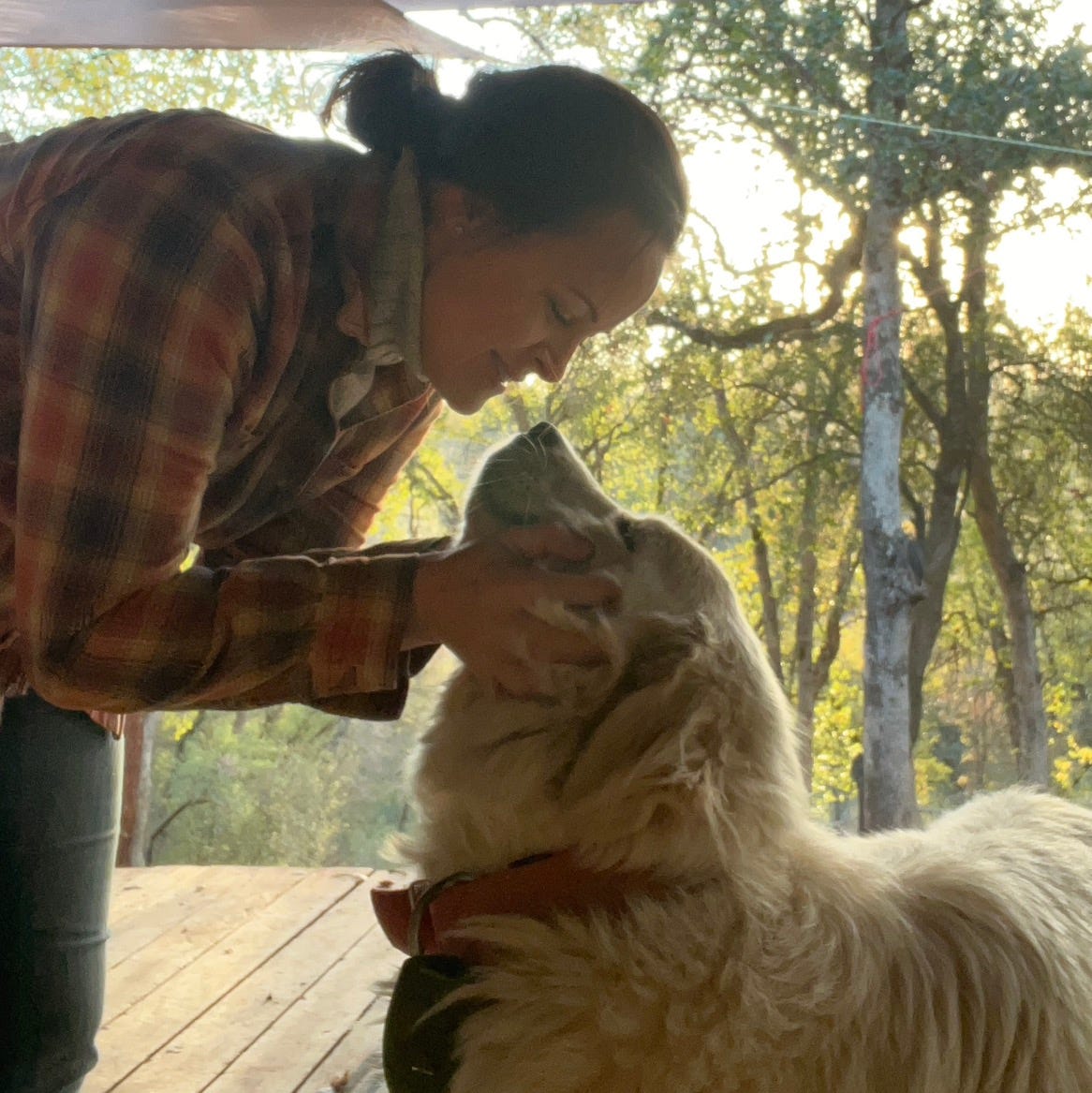 A. L. Bork, DVM | Substack