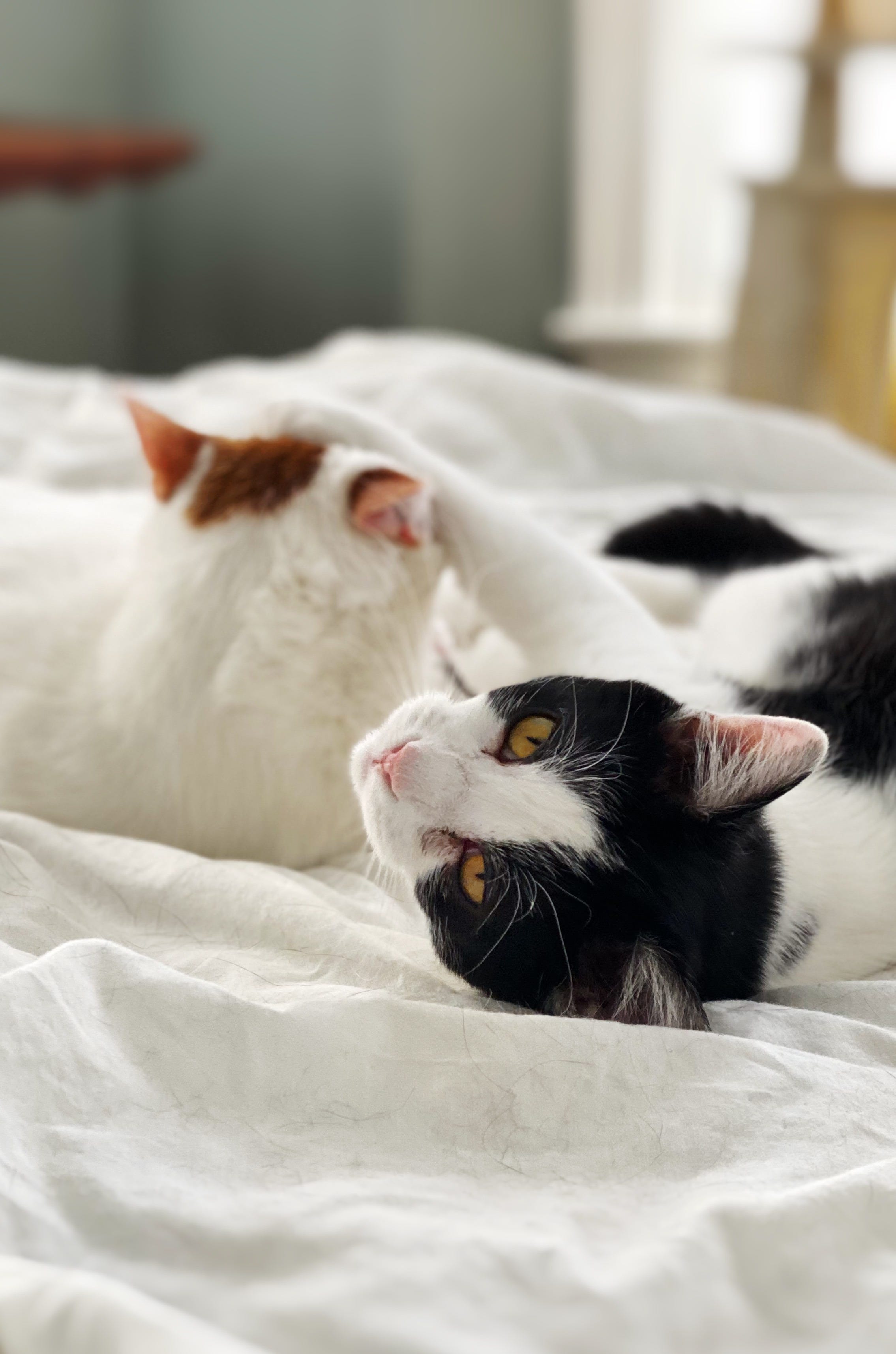 A glimmer: Ambush at dawn - by Kate Shaffer