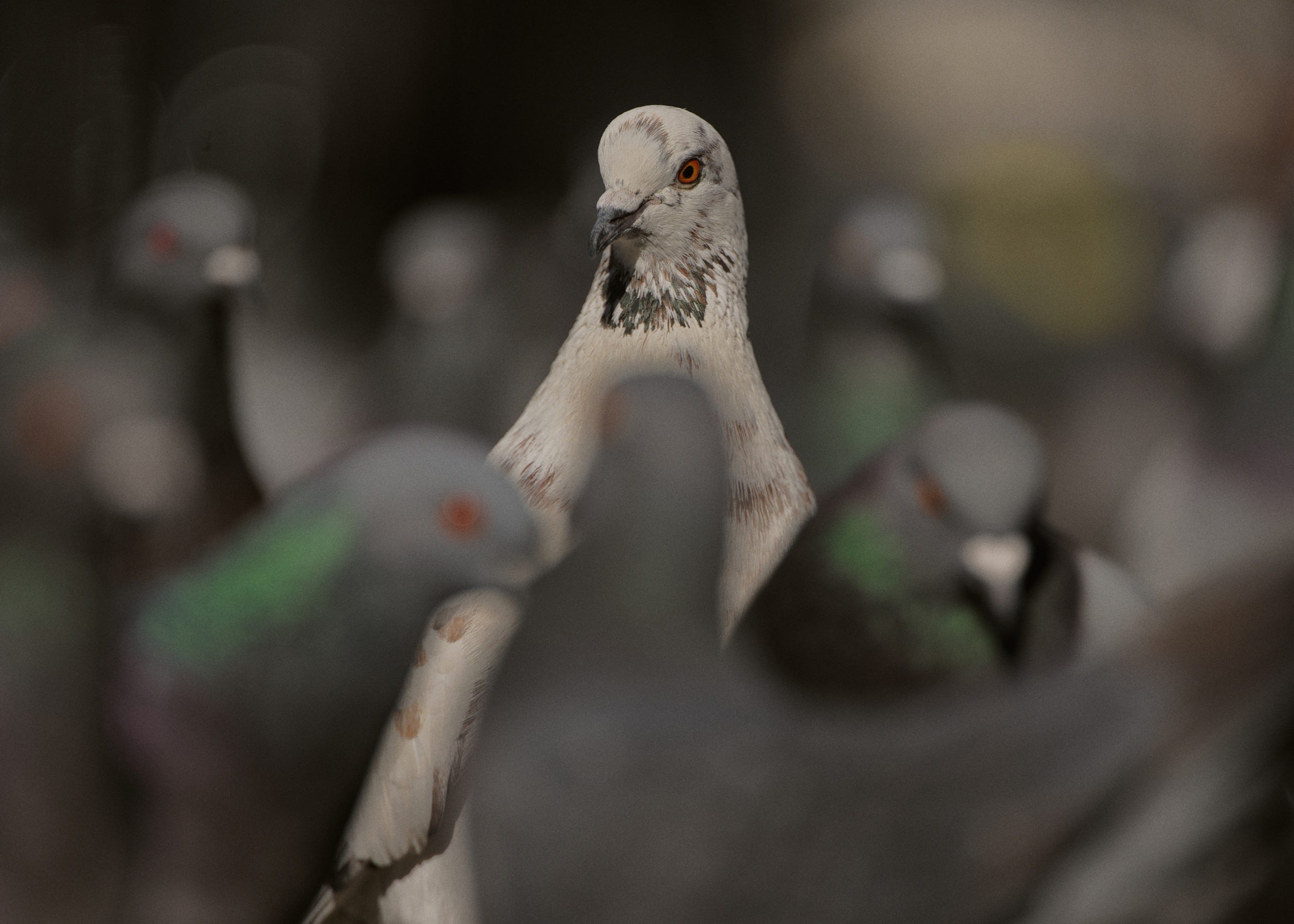 Leica SL3 First Impressions from Wetzlar - by Gajan Balan