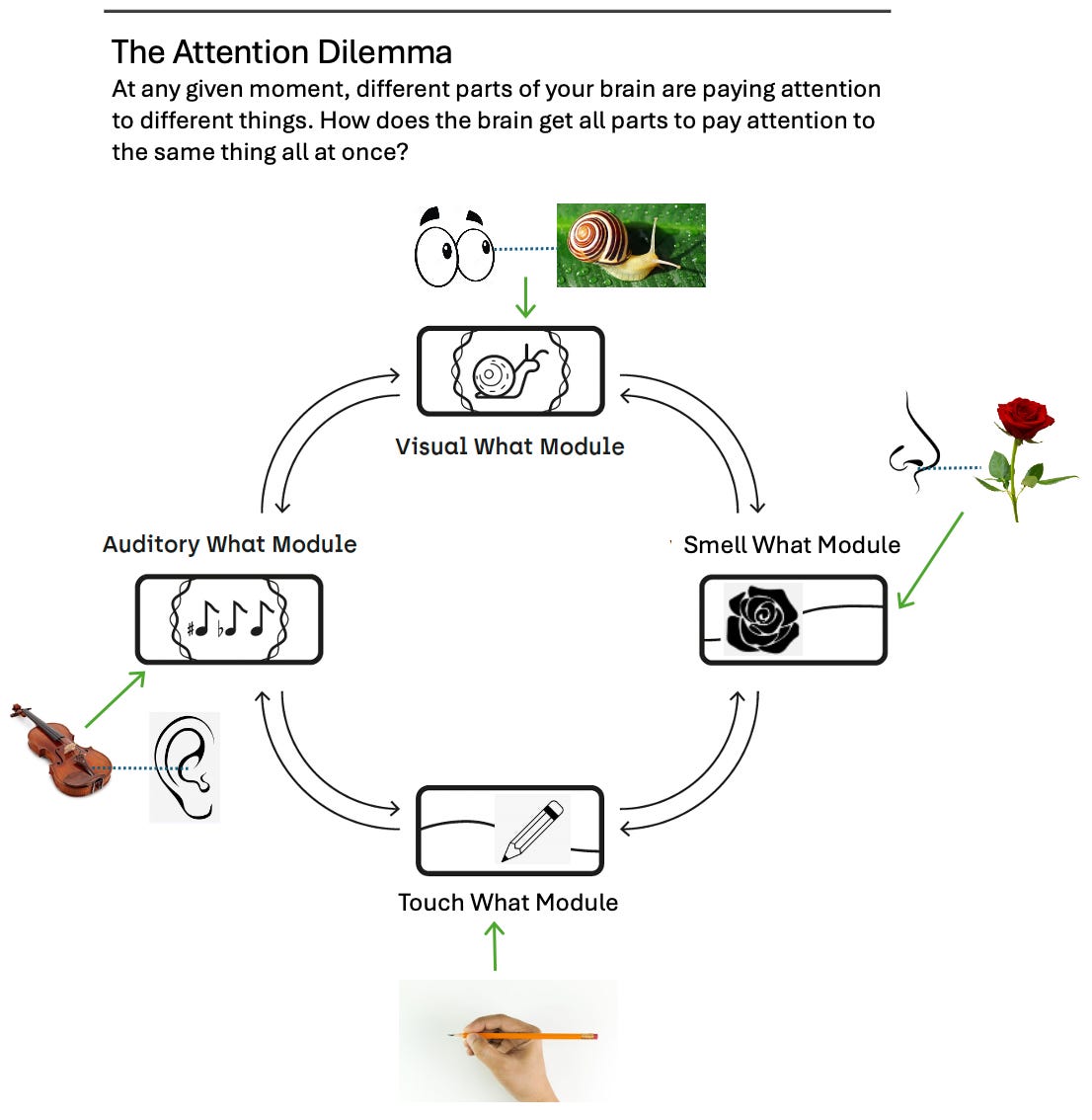 How Autism is Made 8: The Attention Dilemma