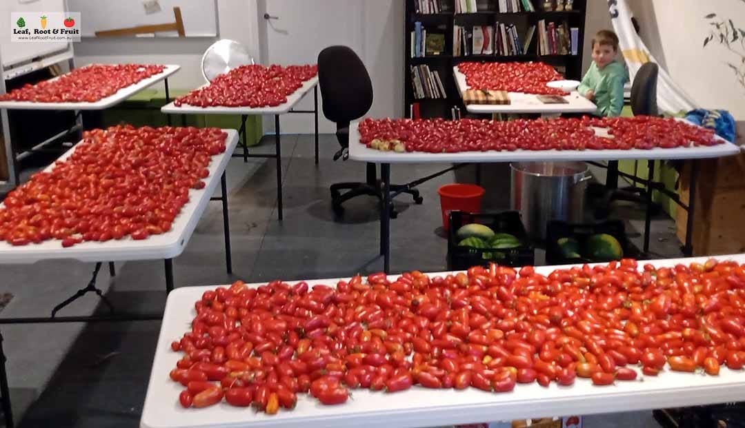 Preserving Excess Produce: Making Passata