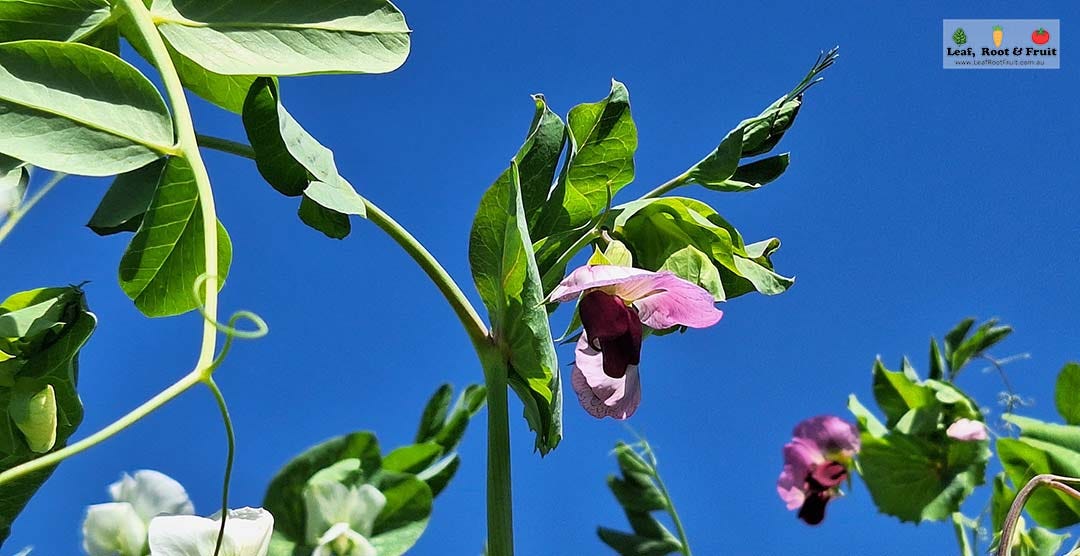 How to Grow Peas - by Duncan Cocking - Leaf, Root & Fruit
