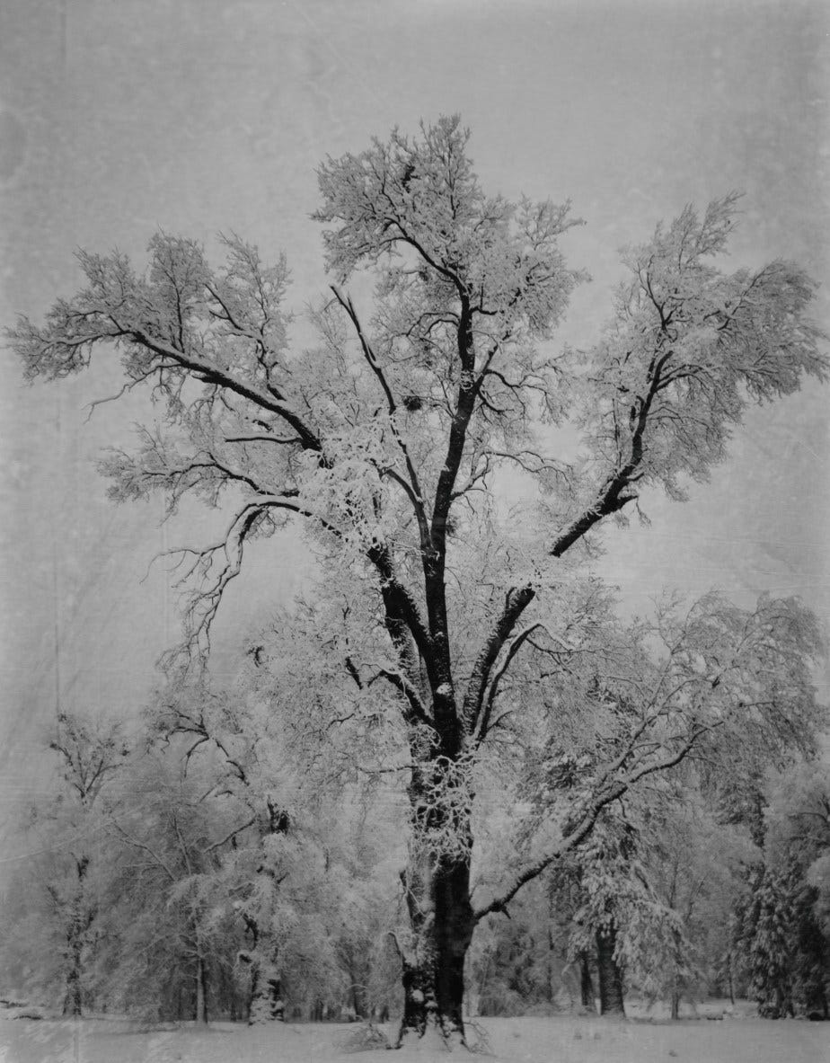 Ansel Adams: Compositions in Nature - by Larry Kerschberg