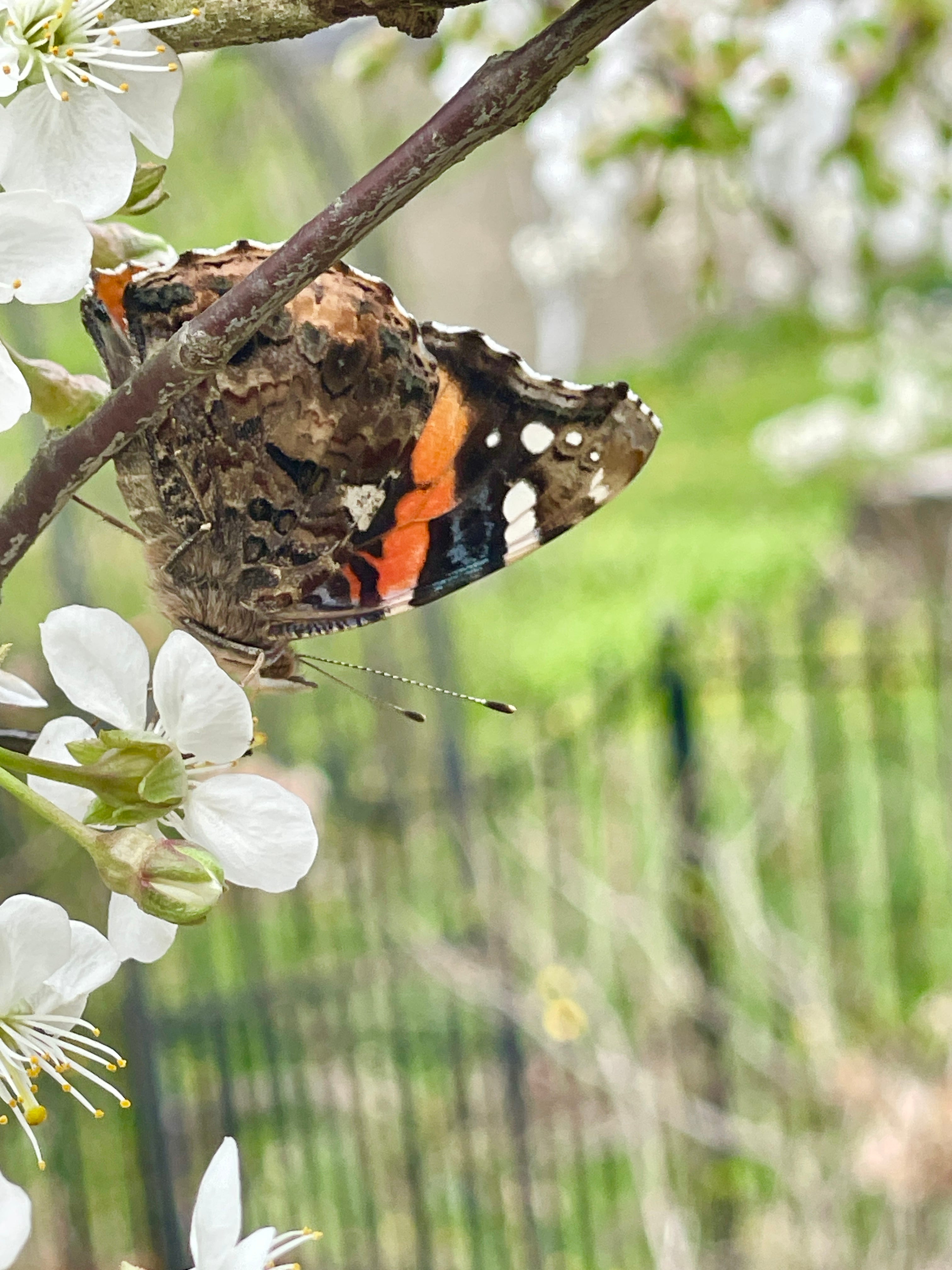 Migration of Red Admiral Butterflies
