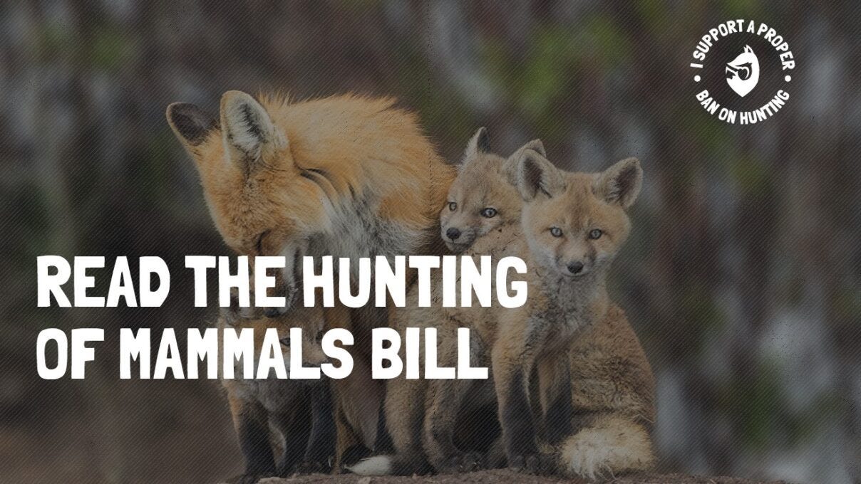 Inside Protect the Wild: why a 'Proper Ban on Hunting'?