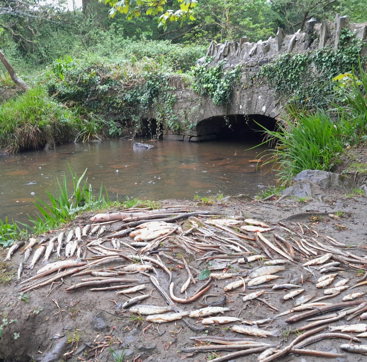The 'catastrophic' fish kill on the Ballymacraven River explained