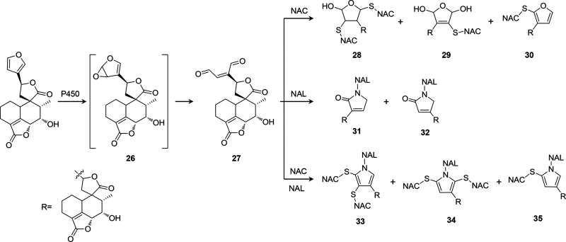Teucrium polium - Simillima.online