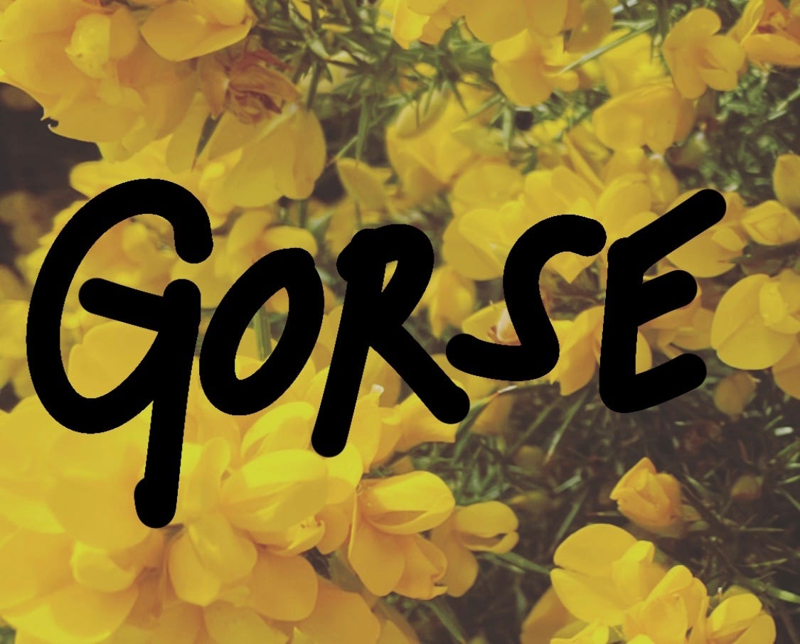 Ciara Ohartghaile | Substack