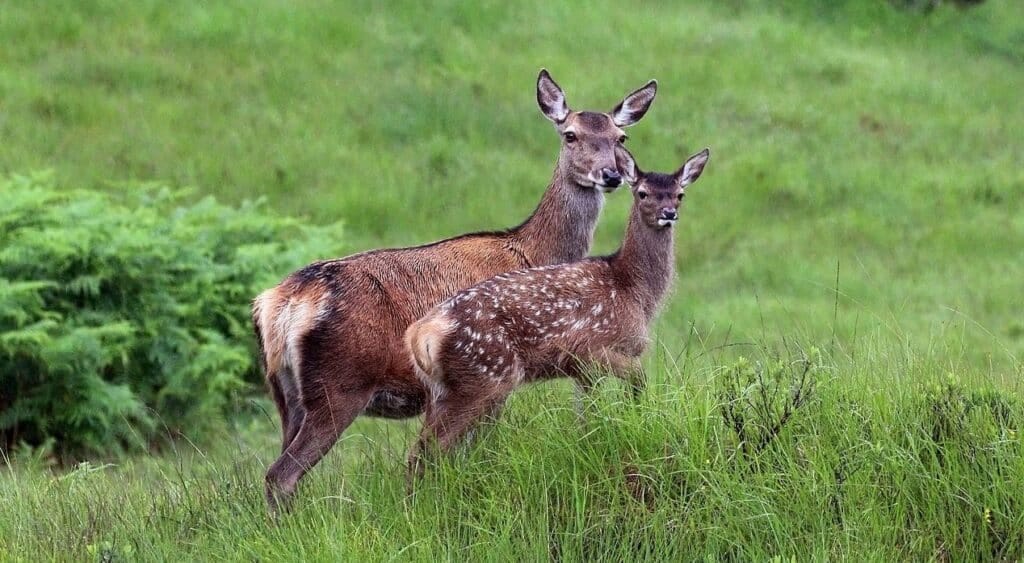 The Secret Monitor: Stag hunting not cruel enough?