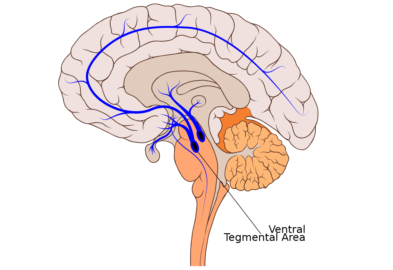 The Neuroscience of Addiction: Understanding the Brain's Reward System 🧠