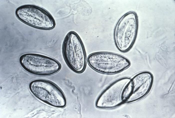 Pinworms: They only come out at night - by Robert Herriman