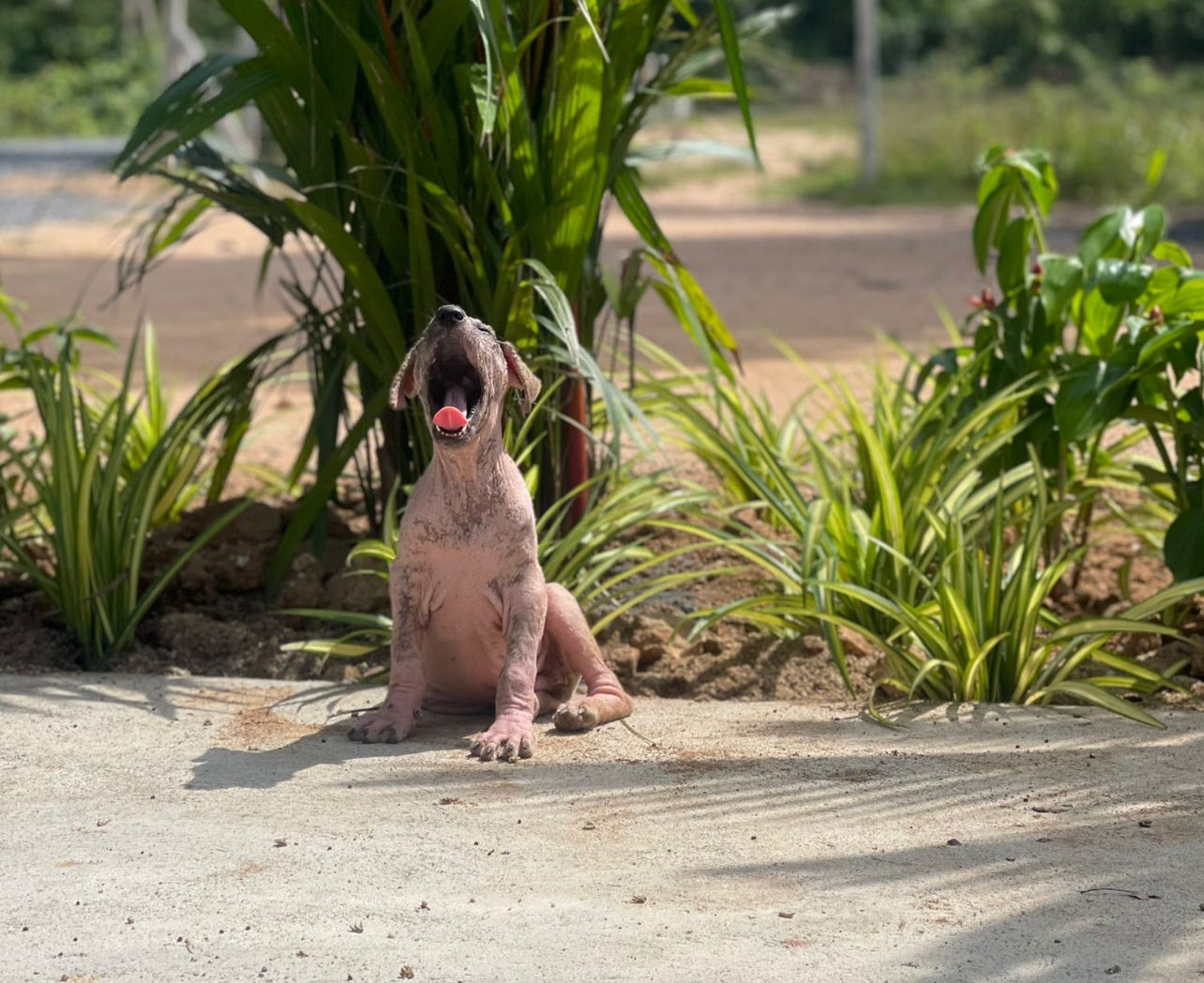 25 Quick Fire FAQs About Rodney - by Niall Harbison