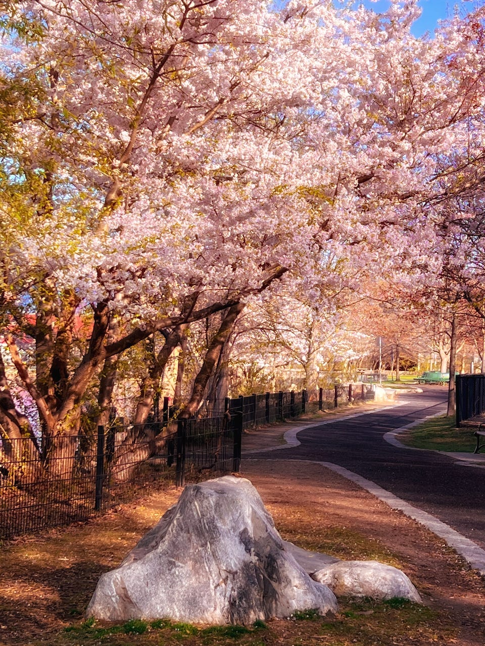 Vibe-o-cino - by Sheila Moeschen - Stay Curious