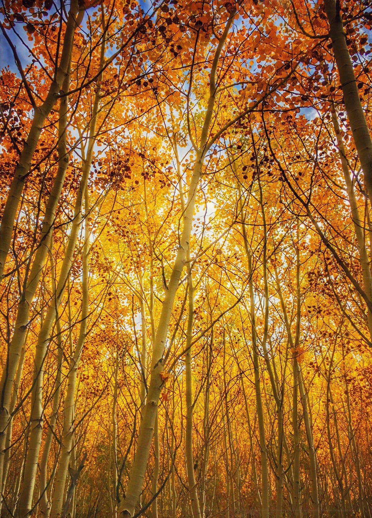 More Colors… - Papadas’s Substack