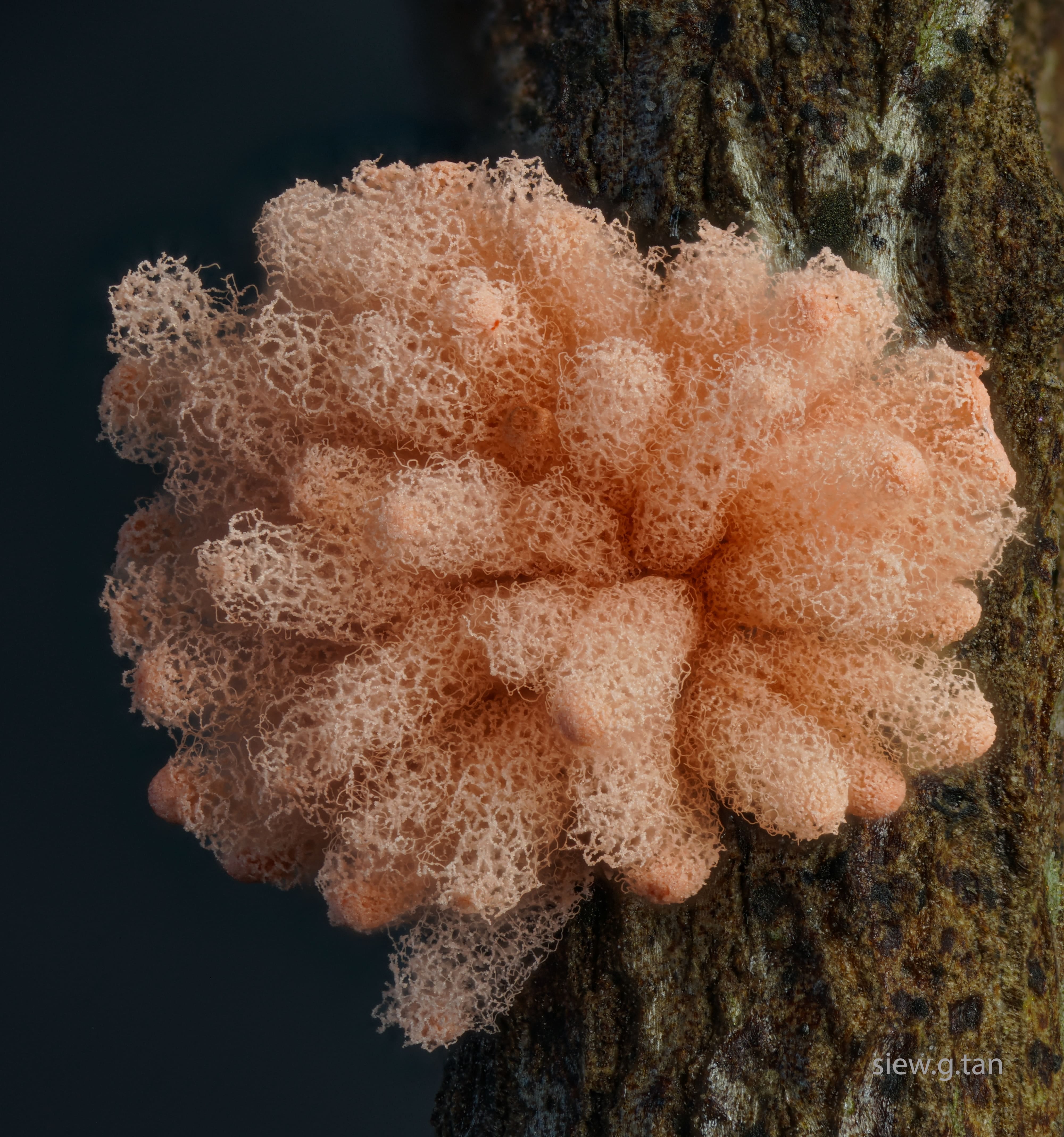 Bringing Slime Molds Into Focus: Myxomycete Photography with Gim Siew Tan