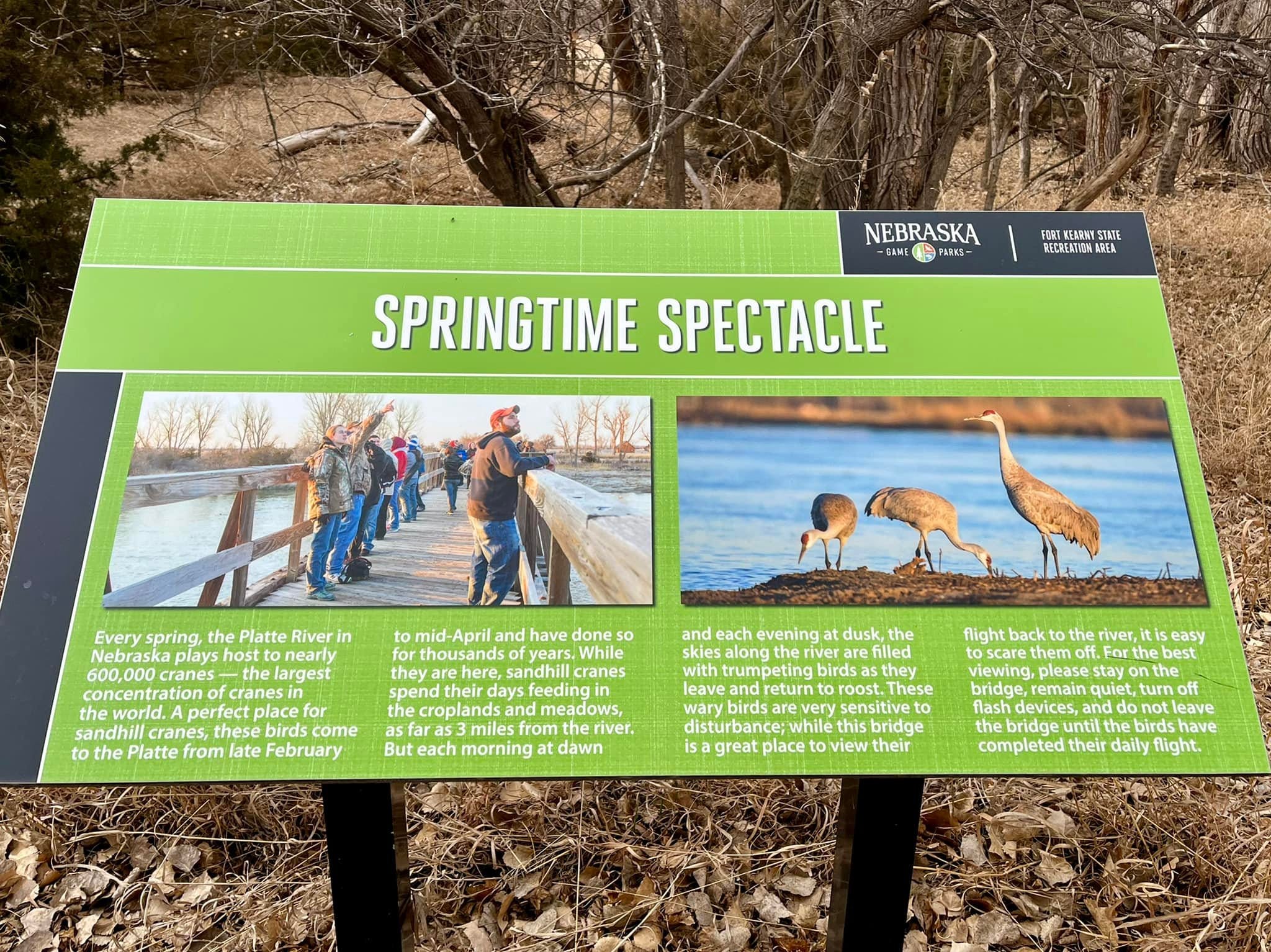 The Magical Mystery of Sandhill Cranes - by Deb Sinness