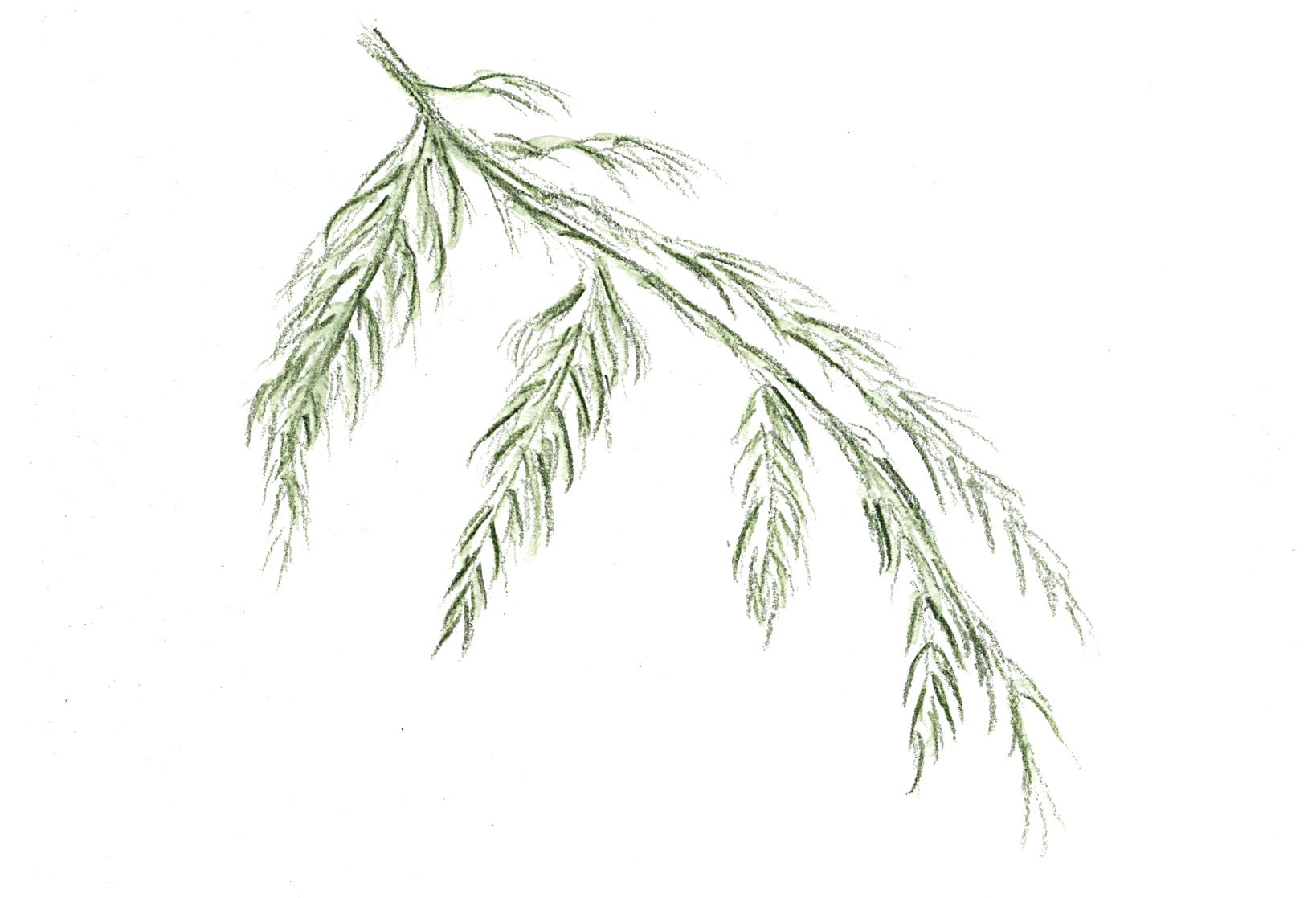 Saving Luma - by Tina Koyama - On the Spot