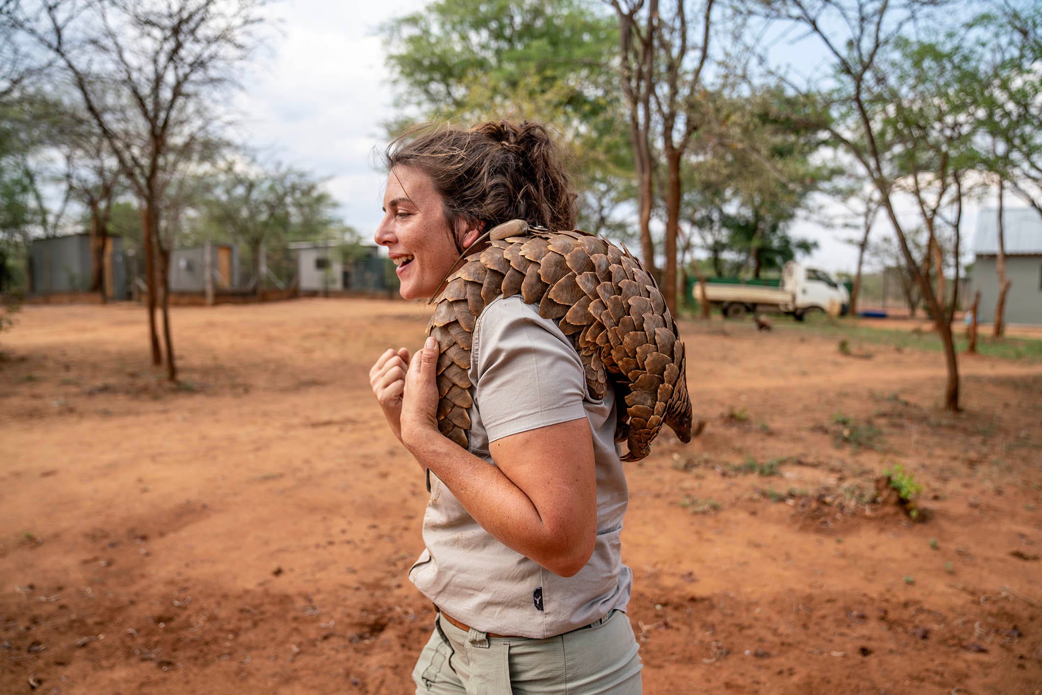 Photo Essay: Saving the pangolin - The Continent