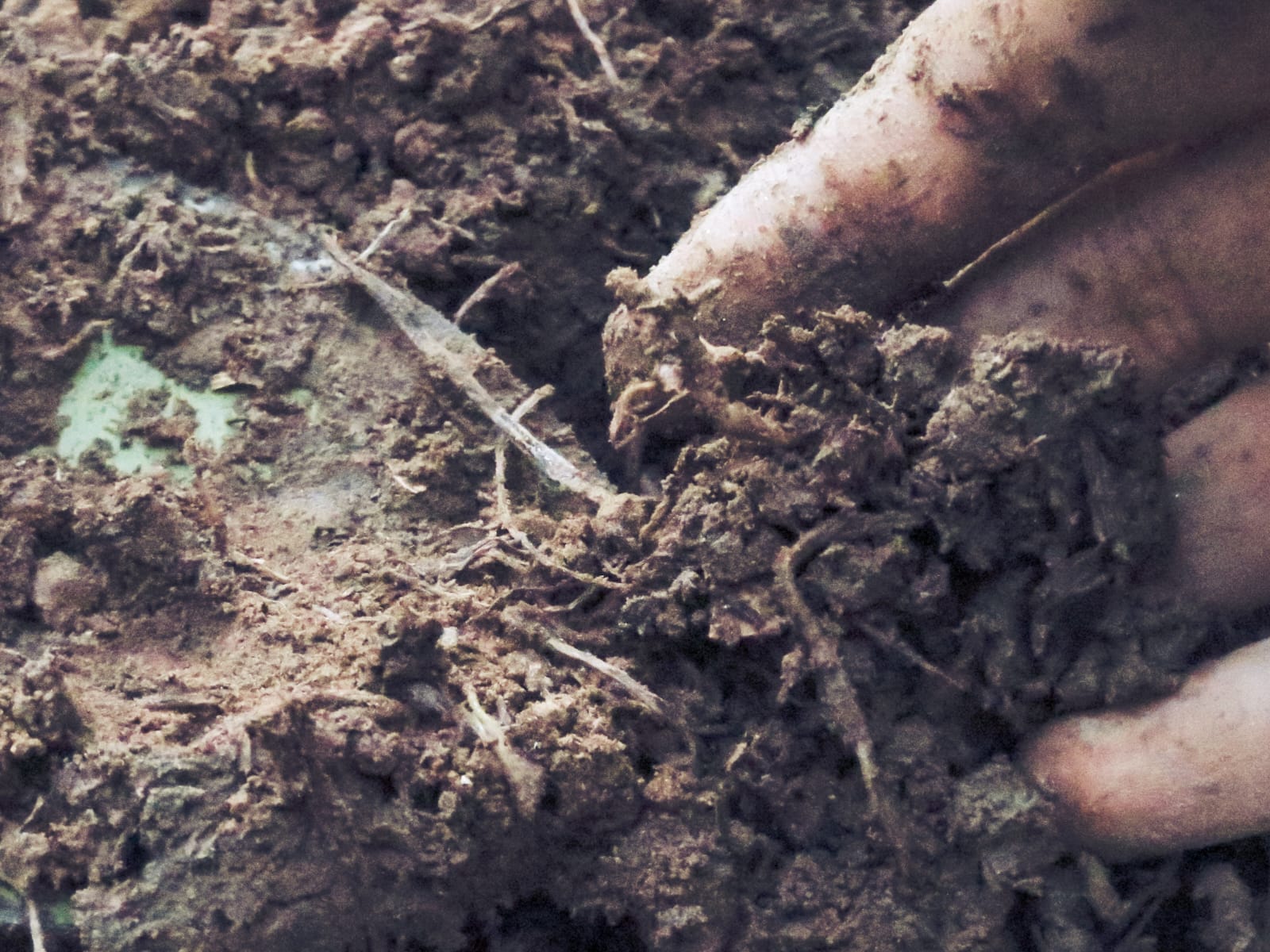 decay, rot and maggots - by Ayyat - Fossils newsletter