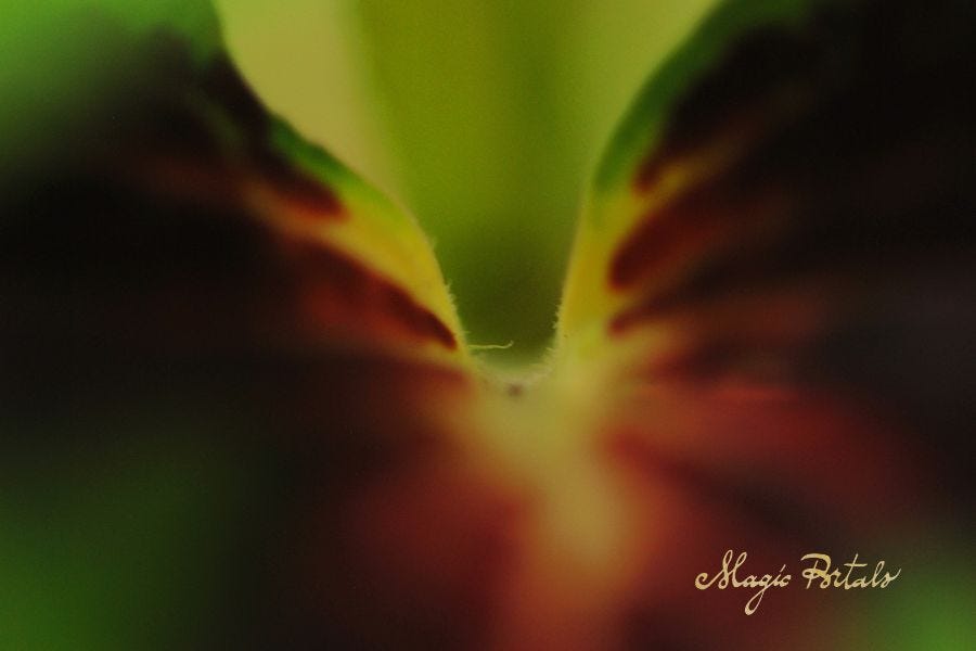 Chrysalis By Ibolya Beres Ibolya S Substack