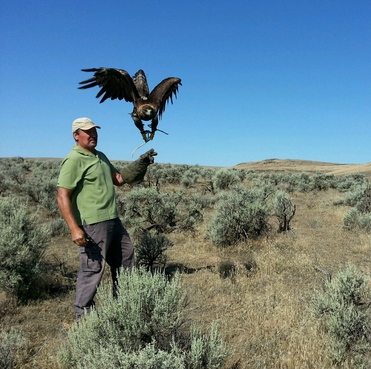 Falconry and Raptor Conservation - by Jay Card