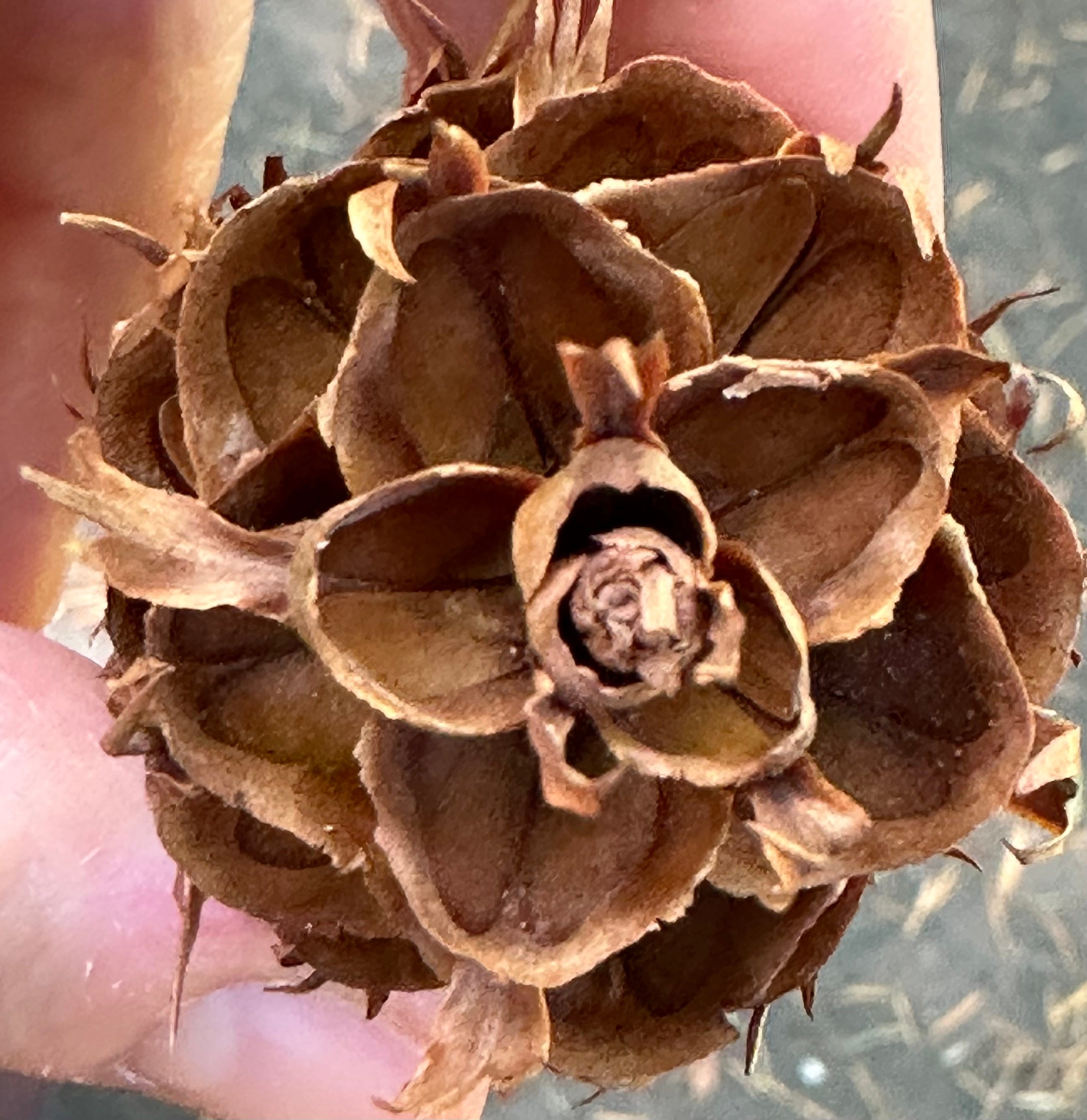 Fives - by Fran Gardner - Becoming