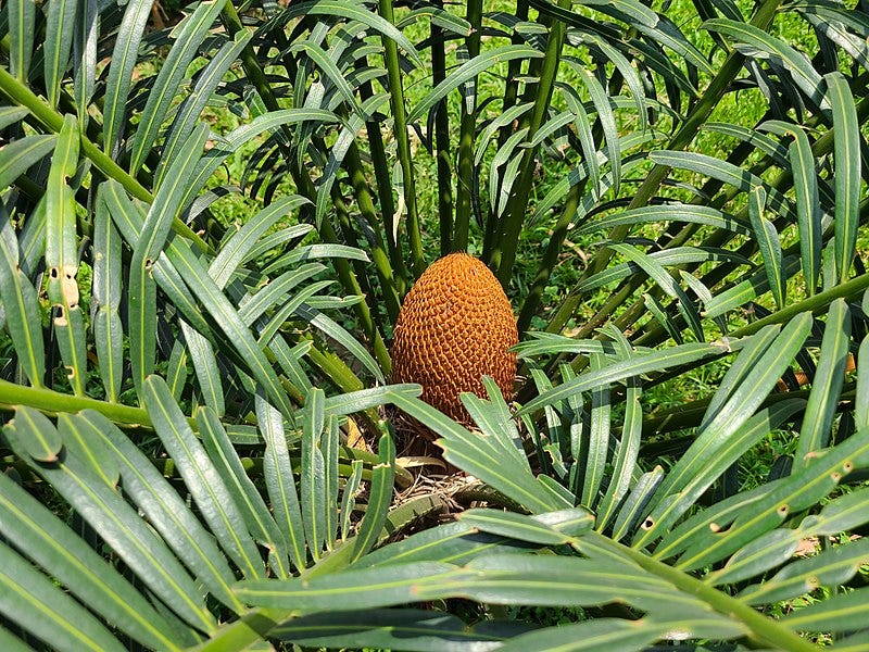 What's New in Animals & Plants | Cara Giaimo | Substack