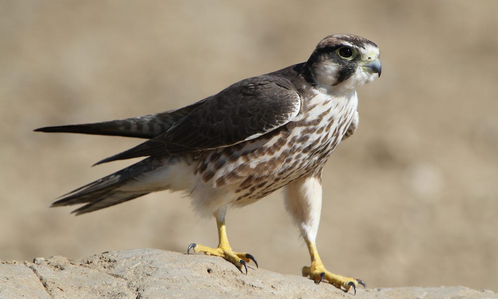 Bird of the Week: Lanner Falcon - by Jack Mirkinson