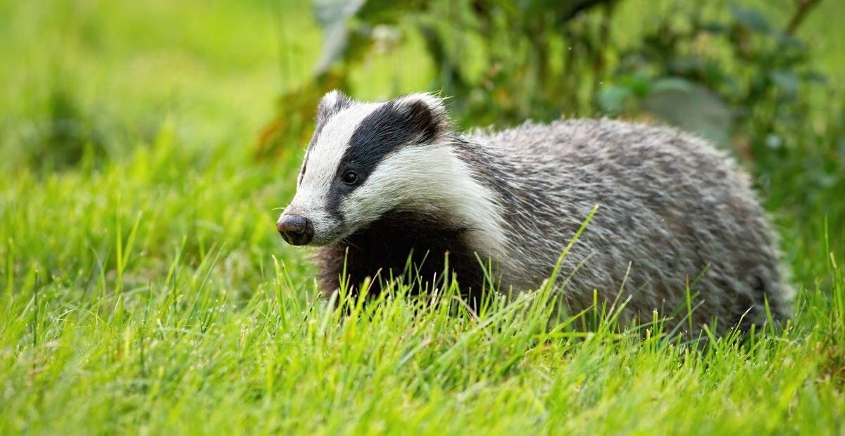 Newly released figures show the badger cull is far from winding down