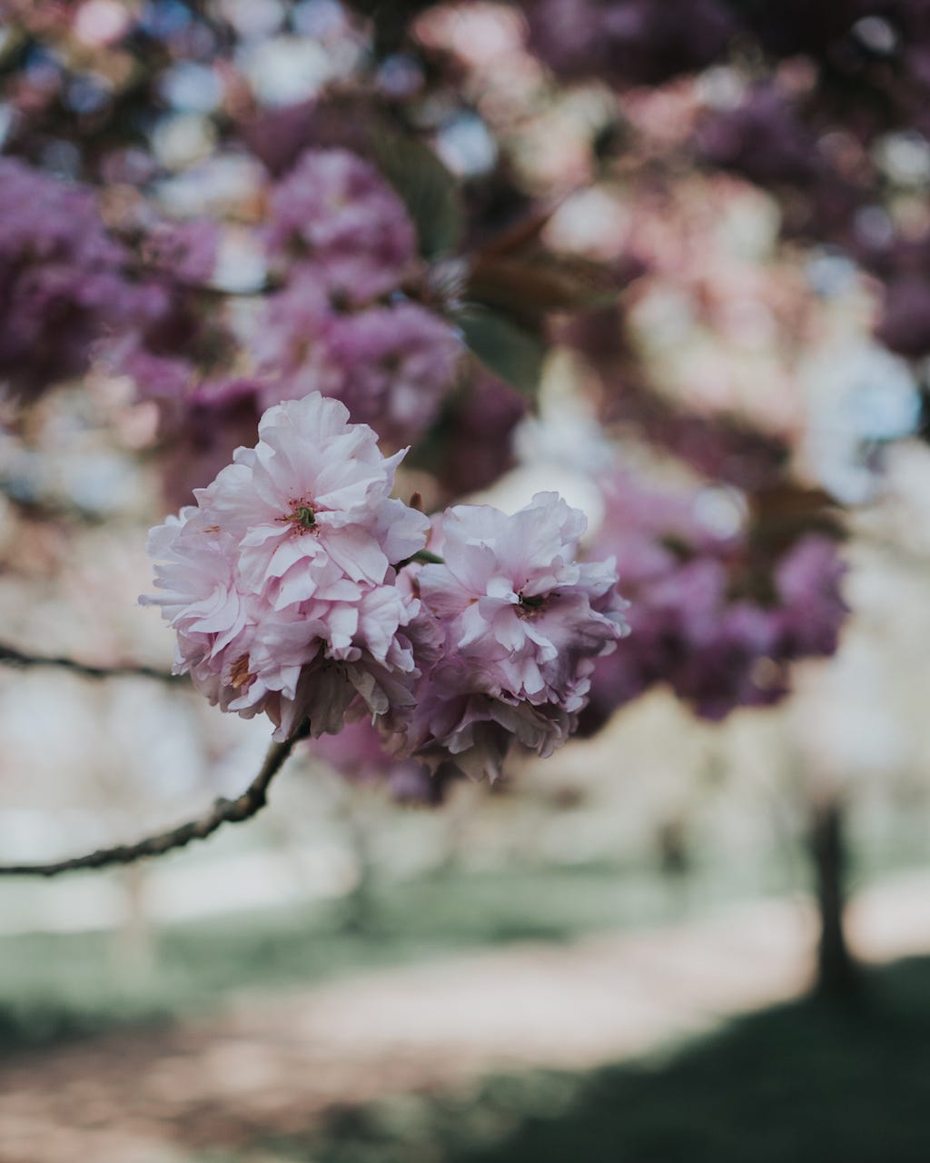 Embracing randomness - by Gaelle Jolly - Another Chapter