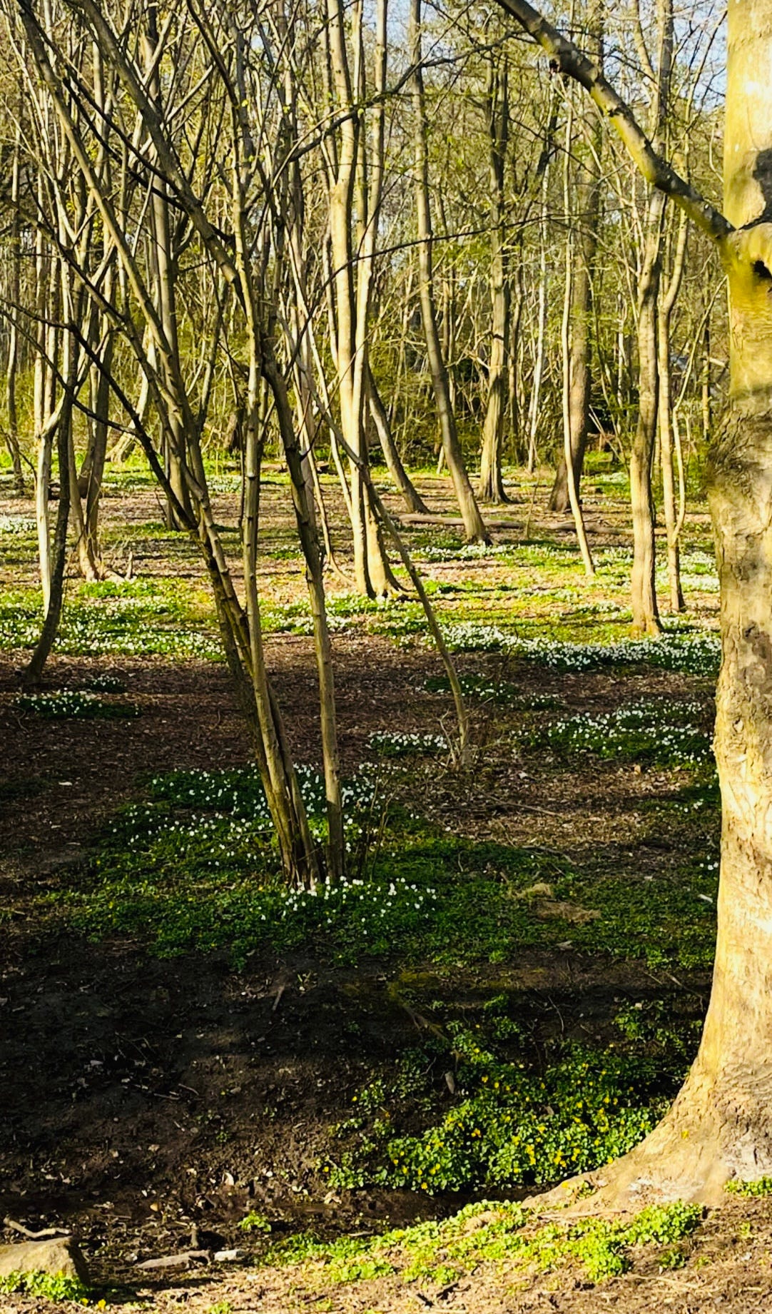 My most Important Advice for a Happy Life